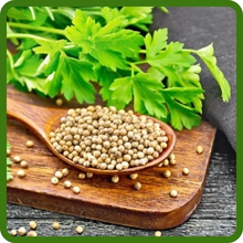 Non-GMO Cilantro Herb Seeds For Sprouting & Microgreens