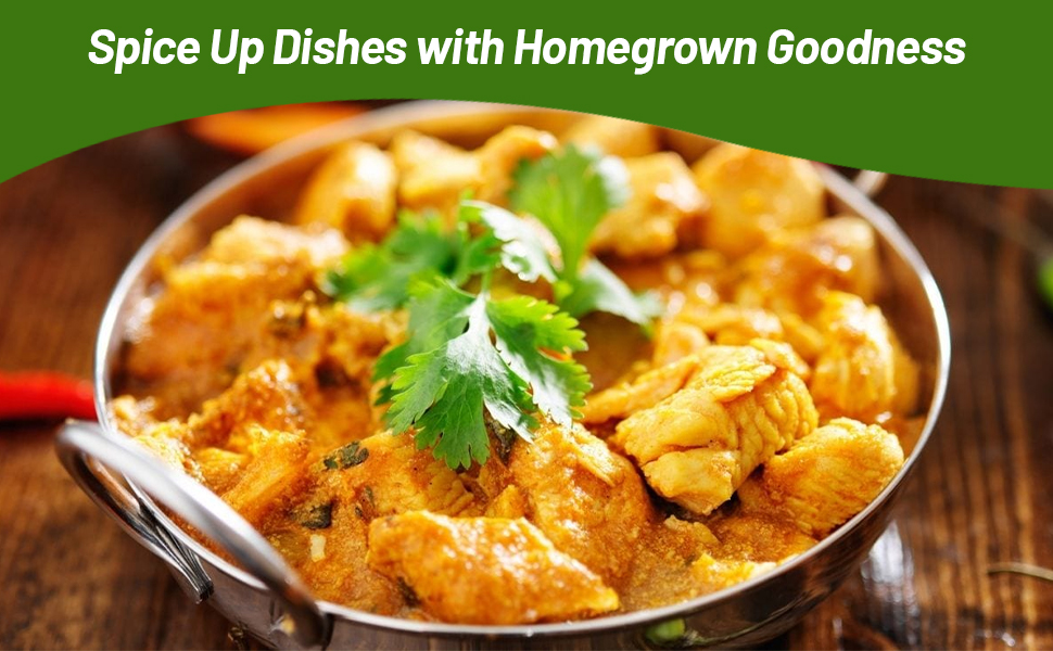 Non-GMO Cilantro Herb Seeds For Sprouting & Microgreens